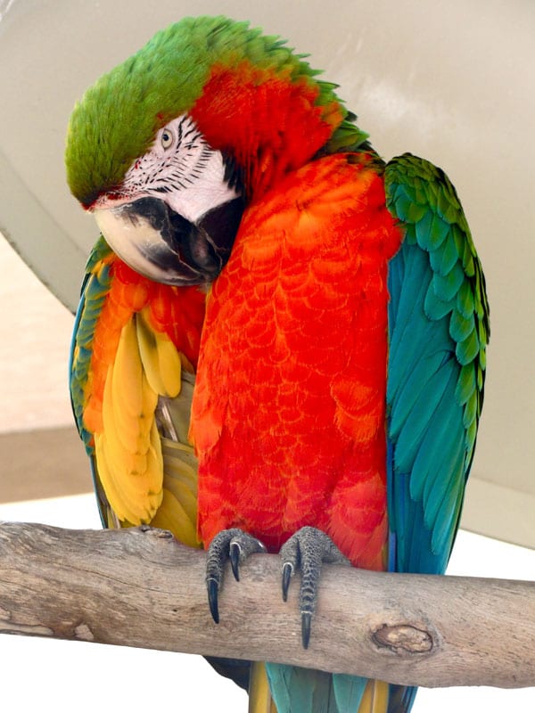 parrot | Deep Space Sparkle